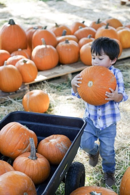 Pumpkin Patch + 5 Activities for Fall - Dawn P. Darnell